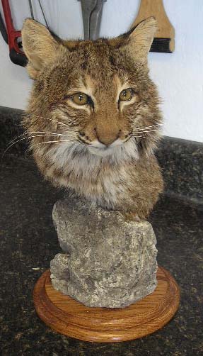 Bobcat Shoulder Mount