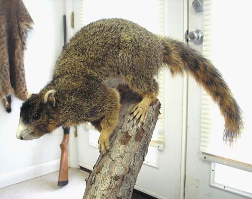 Untitled [www.amystaxidermy.com]