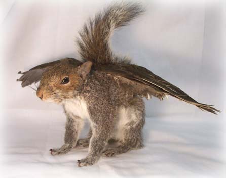 Untitled [www.amystaxidermy.com]