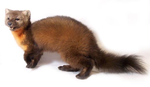 Untitled [www.amystaxidermy.com]