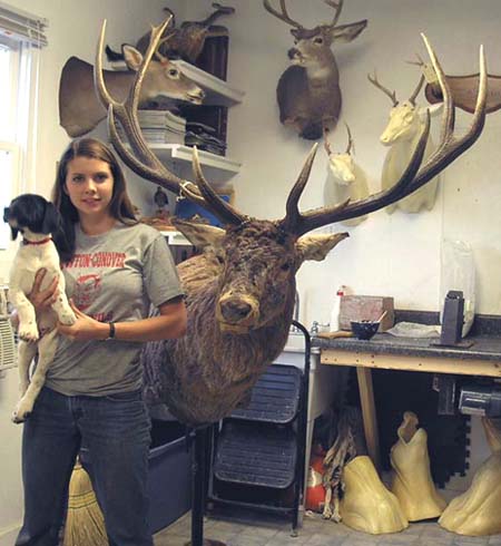 Red Stag Taxidermy Forms