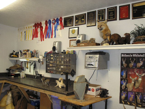 Untitled [www.amystaxidermy.com]