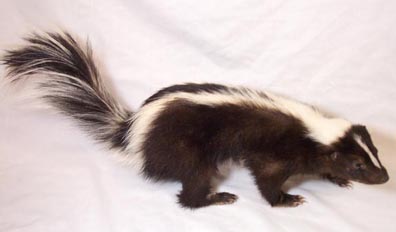 Untitled [www.amystaxidermy.com]